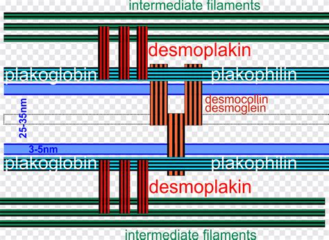 Desmosome Desmocollin Desmoglein Diagram Cadherin, angle, text png | PNGEgg
