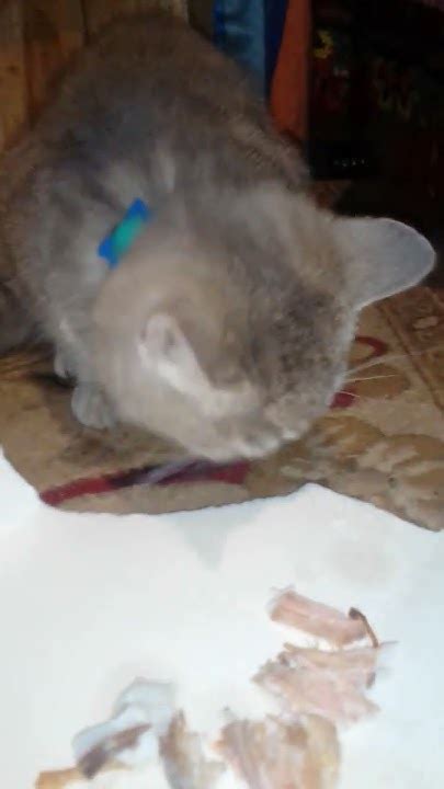 Смішні коти котик їсть мясо Youtube