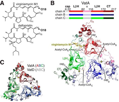 Overall Structure Of Vata A Chemical Structures Of Streptogramin A