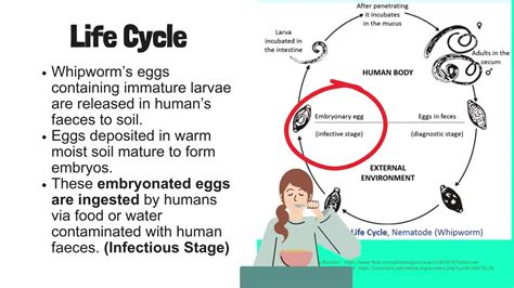 Whipworm Life Cycle In Humans