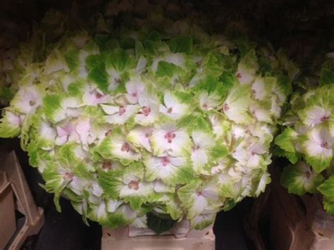 Hydrangea Hortensia Noblesse Available At Barendsennl Hydrangea Noblesse Cabbage