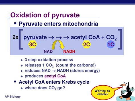 Ppt Chapter 9 Cellular Respiration Oxidation Of Pyruvate Krebs Cycle