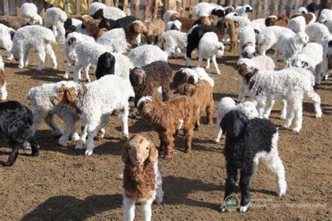 Аймгийн хэмжээнд 367 6 мянган толгой эх мал төллөөд байна