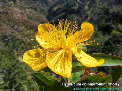 Medicinal Plants Hypericum Oblonolium