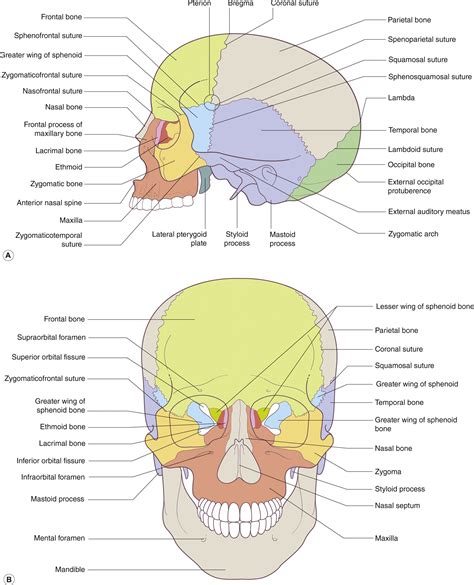 Maxilla Bone Markings Anatomy