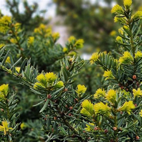 Densiformis Yew Taxus X Media Densiformis