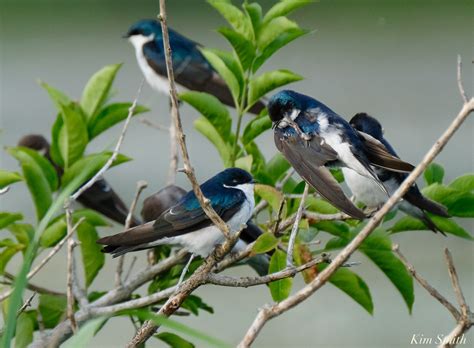 Tree Swallow Barn Swallow Or Cliff Swallow Kim Smith Films
