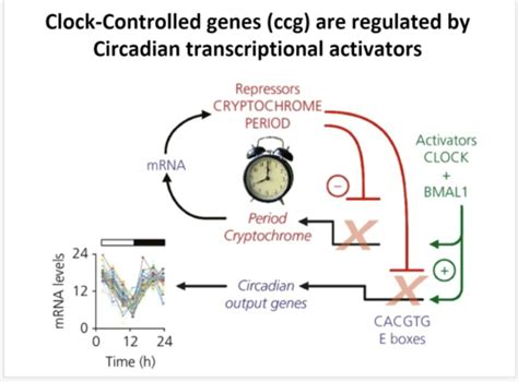Output Of The Ttfl Peripheral Clock Control By Scn Flashcards Quizlet