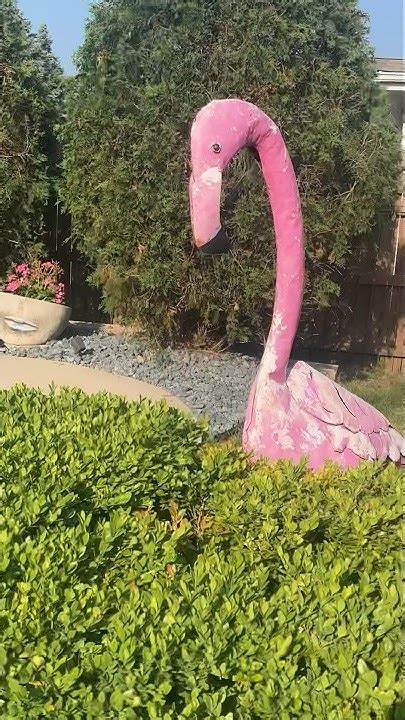 Flamingo Haircut Youtube