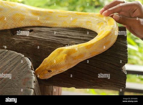 Hand Touch Python Focus Selective Hand Touch The Skin Of A Python Bivittatus Gold Or Burmese