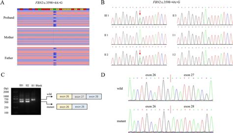 Fbn2 Mutation Analysis A Visualization Of The Mutation In Fbn2 Is