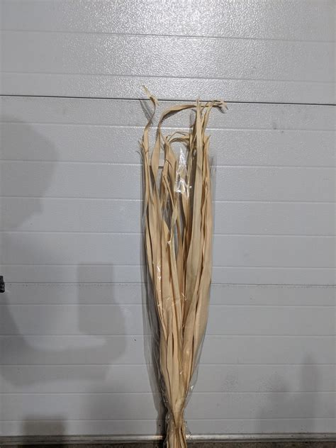 3ft Tall White Bleached Cacho Palm Grass Leaves Bundlebleached Palm