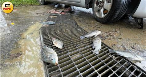 停百齡橋下慘成泡水車滿車爛泥「還有死魚」 律師教戰「國賠3主張」 Yahoo奇摩汽車機車