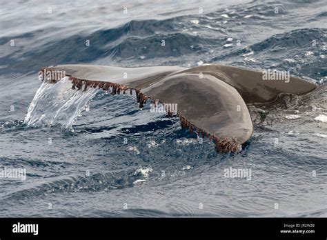 Pilot Whale Globicephala Macorhynchus On Surface Specimen With