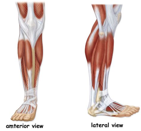 Skeletal Muscle Anterior And Lateral Lower Leg View Part 2 Diagram Quizlet