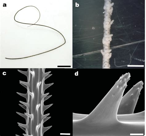 Stichopathes Sp From Bermuda Showing A Preserved Specimen Scale Download Scientific Diagram