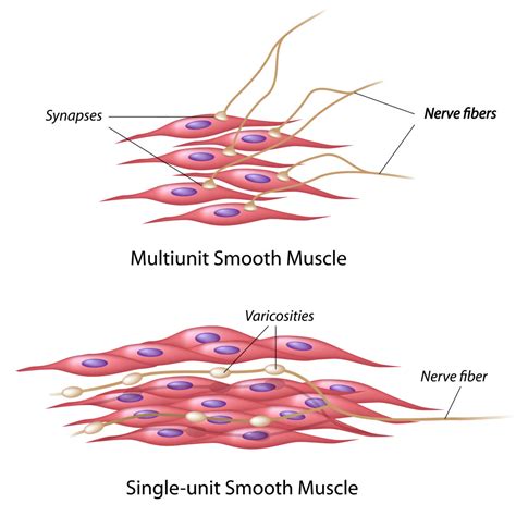 Skeletal Muscle Cell