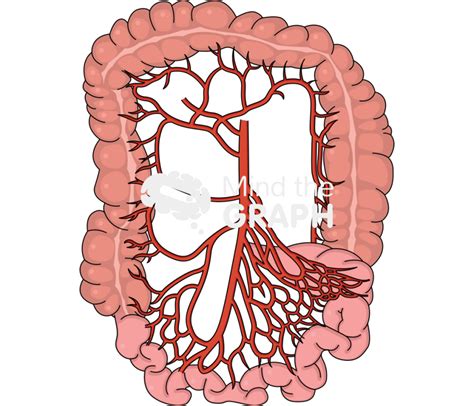 Free Mesenteric Arteries Icons Symbols Pictures And Images Mind