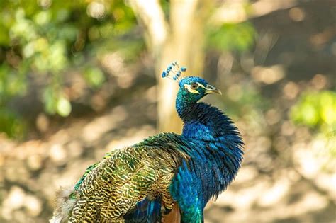 Premium Photo Peacock Looking At The Camera With A Brown Forked Tree