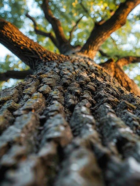 Majestic Tree Trunk Closeup With Sunlit Canopy Premium Ai Generated Image