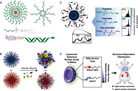 a snas present nucleic acids as outward‐facing spherical arrays download scientific diagram