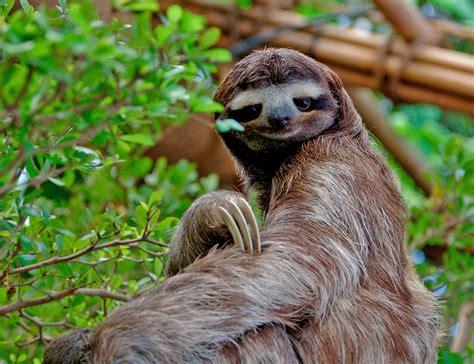 Ленивец: описание животного, среда обитания, чем питается