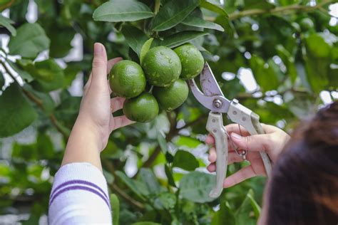 When To Prune Fruit Trees Experts Reveal The Best Timings Homes And