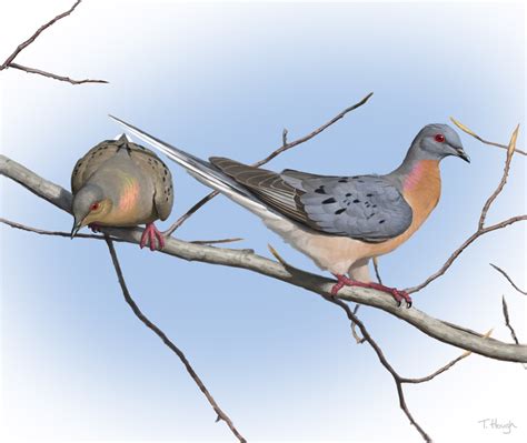 Tim Hough Art Passenger Pigeon
