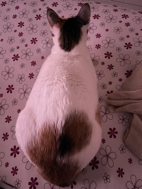 Pss Pss Puspin Rcatsofrph