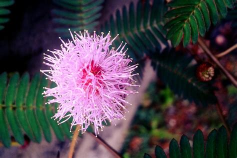 Mimosa Pudica Flowers Of India Best Flower Site