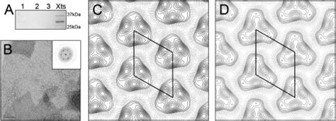 2d Crystals Of Ompf Colicin N Rp Are Visibly Different To Ompf Download Scientific Diagram