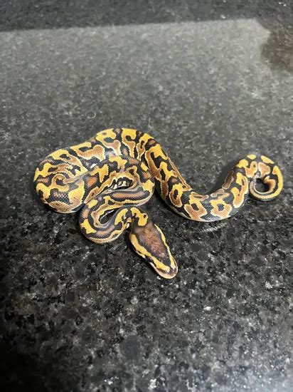 Puzzle Het Hypo Ball Python By Zdc Reptiles
