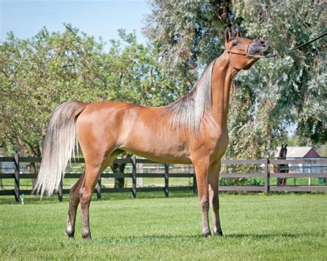 59 Best Silver Bay Horses Images On Pinterest Silver Bay Horses And
