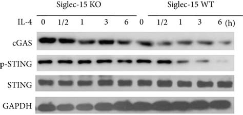 Siglec 15 Regulates Macrophage Inflammatory Factors Partly Dependent On Download Scientific