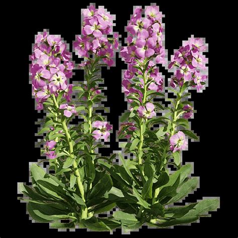 紫罗兰花丛3d模型（obj Fbx Max） 花瓣网