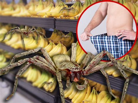 Supermarket Closed Over Fears Of Spider Capable Of Causing Permanent Erection