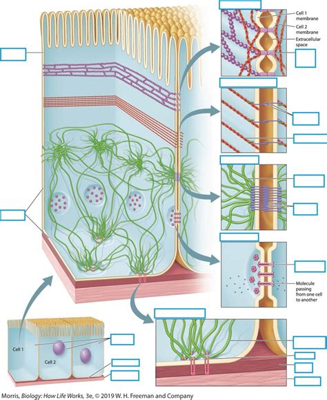 Cell Junctions Diagram Quizlet