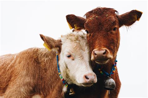 How Cows Communicate With Each Other And Humans Hoof Boss