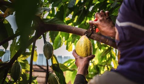 Premium Photo The Hands Of A Cocoa Farmer Use Pruning Shears To Cut