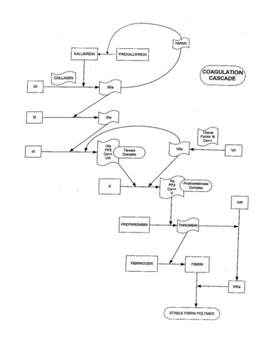 Coagulation Cascade Flashcards Quizlet