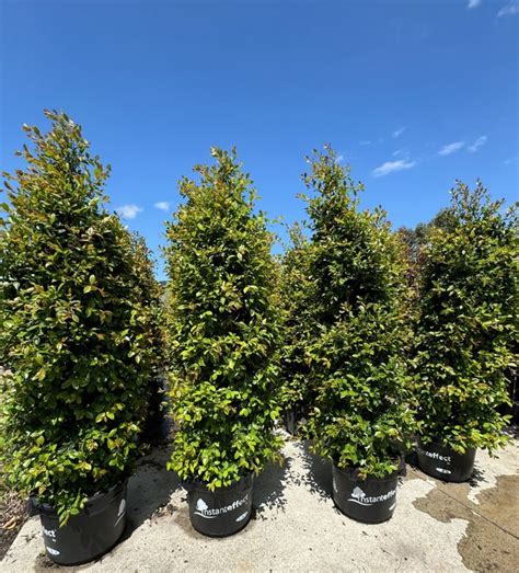 Lilly Pilly Backyard Bliss Plants For Spaces Lilly Pilly Backyard Bliss Plants For Spaces