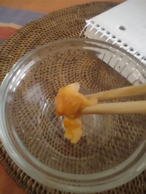 Sea Squirt Saga Jr Pomerantz