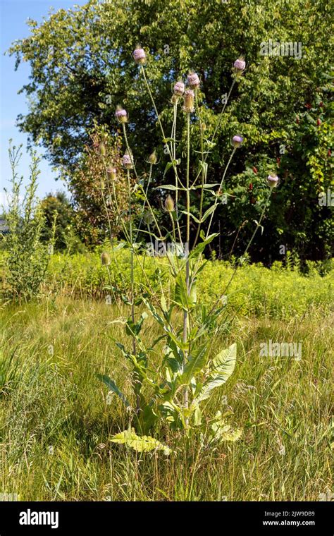 Crop Object Detection Dataset V1 2023 11 28 1 08pm By Annapurna L Pujari