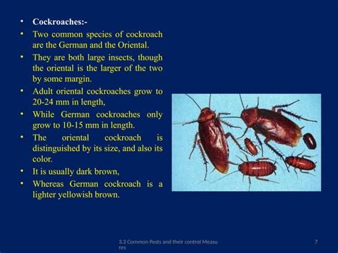 33 Common Pests And Their Control Measurespptx