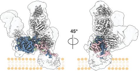 Scientists Map Key Protein Structure Of Hepatitis C Virus
