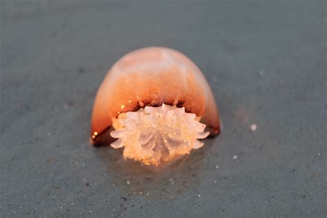 Cannonball Jellyfish Taste At Charlie Ortega Blog