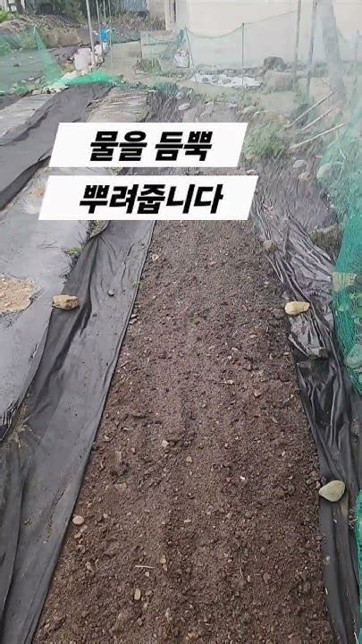 들깨 파종 방법 너무 쉽습니다 영농 일기 농사 Shorts Youtube
