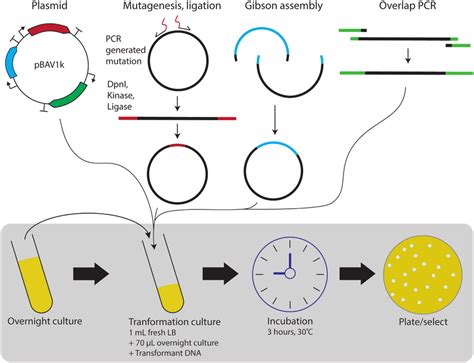 Plasmid Dna Transformation Technological Development And Application