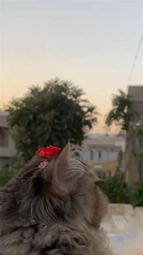 Pin By ⚜ Sєℓмα ۦ 🧷🥀 On راحة نفسية Kittens Cutest Pretty Cats