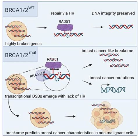 The Breakome Of Brca1 And Brca2 Pathway Mutation Carriers Reveals Early